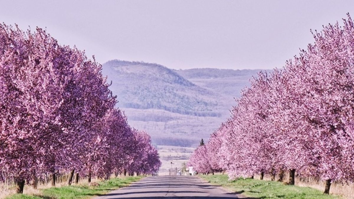 Rózsaszínbe öltöztek a gyöngyöstarjáni vérszilvafák