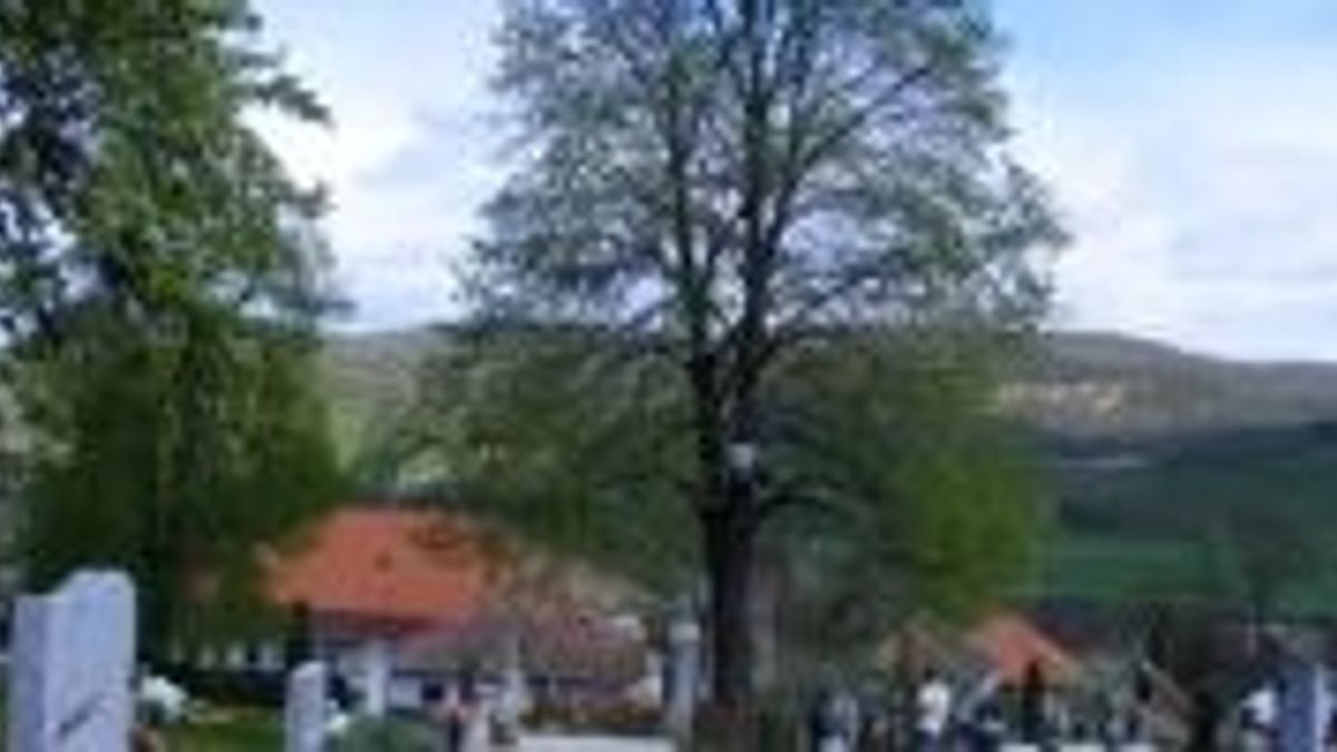 Egy hársfa utolsó napjai