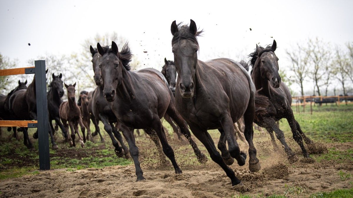 Így hajtották be a mezőhegyesi ménest a Szent Mihály napi rendezvényen ...