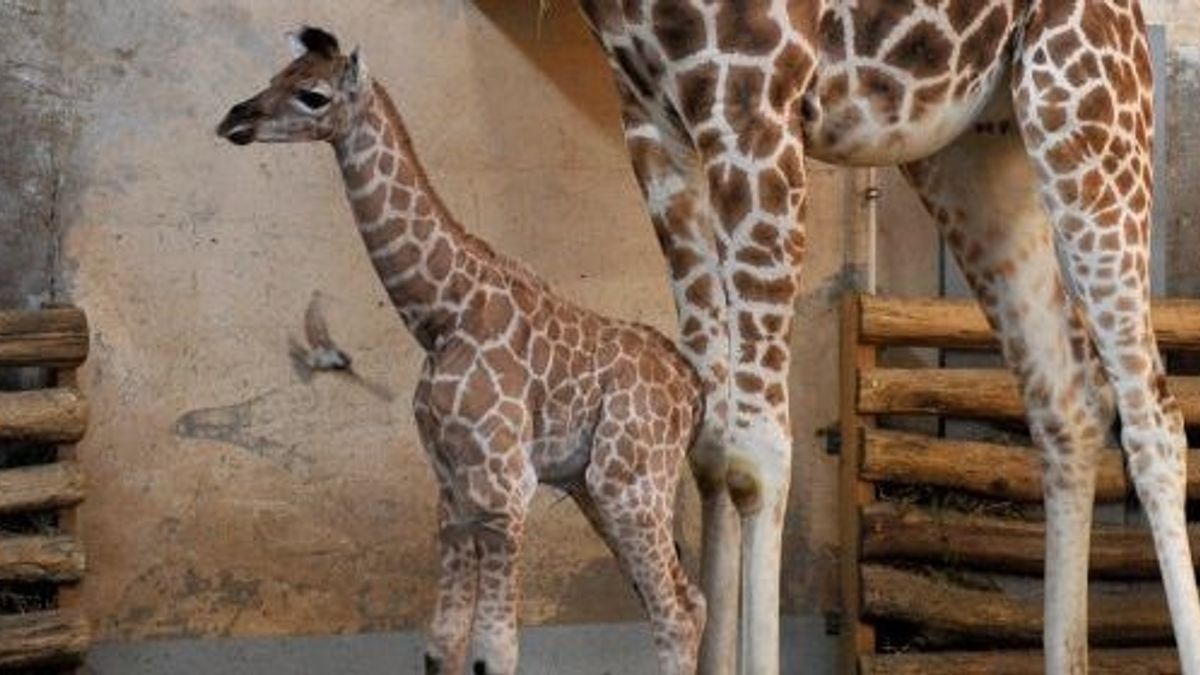 Zsiráfbébi született Budapesten