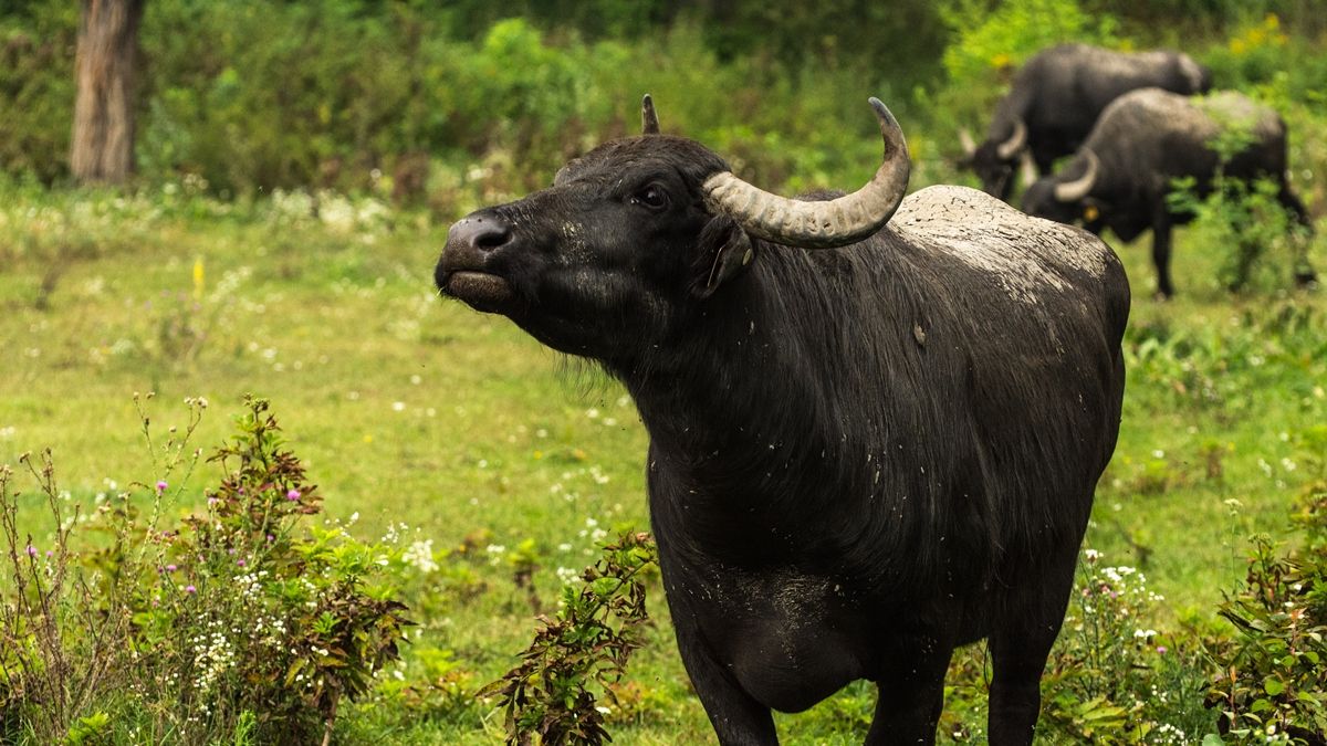 Bivalyok földjén – így éledt fel az ősi háziállat a Kis-Balatonnál