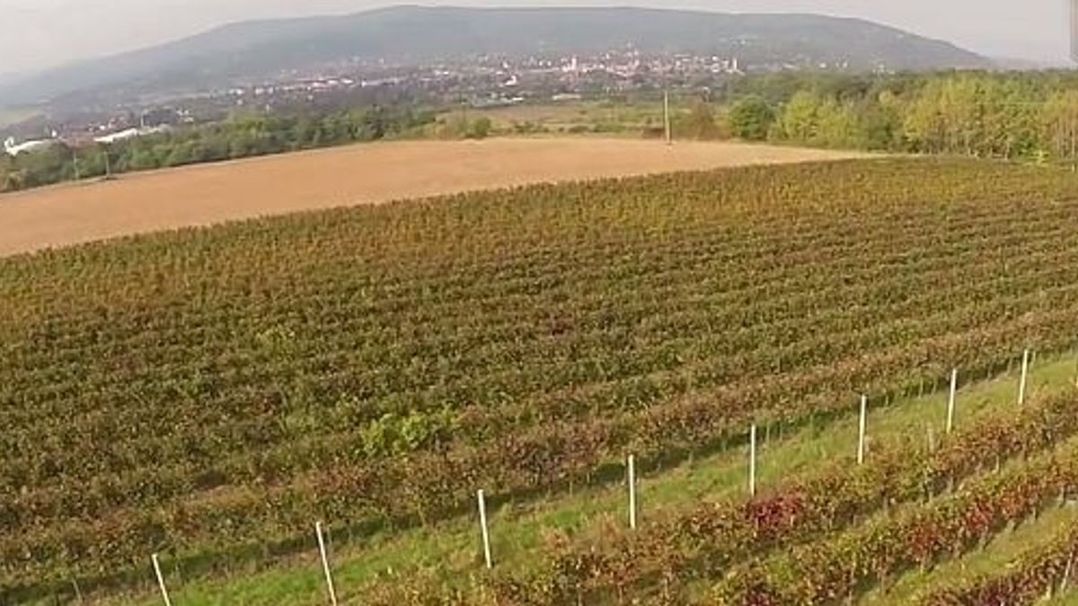Nehezen akart beérni a szőlő idén Kőszegen