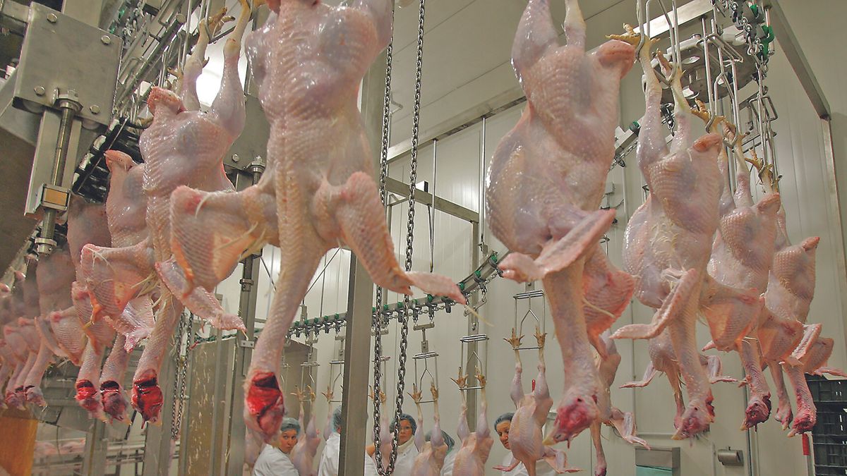 Kell-e nekünk brazil csirke?