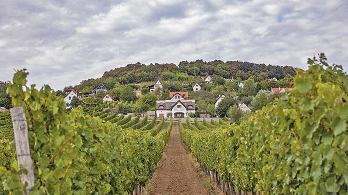 Pincék, présházak, paloták