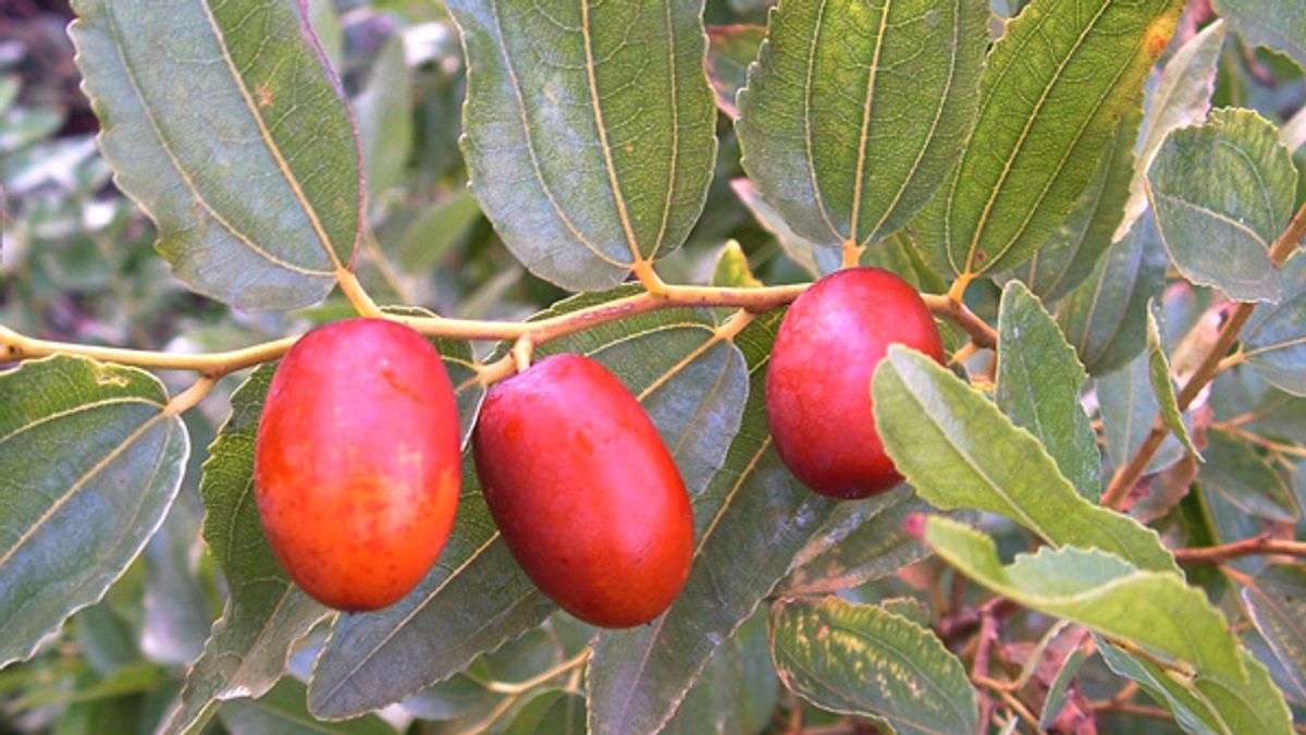 Termesszék velem: kínai datolya