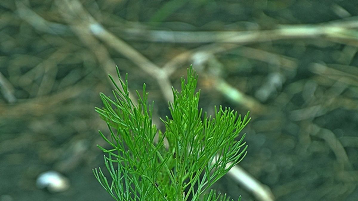 Termesszék velem! Istenfa