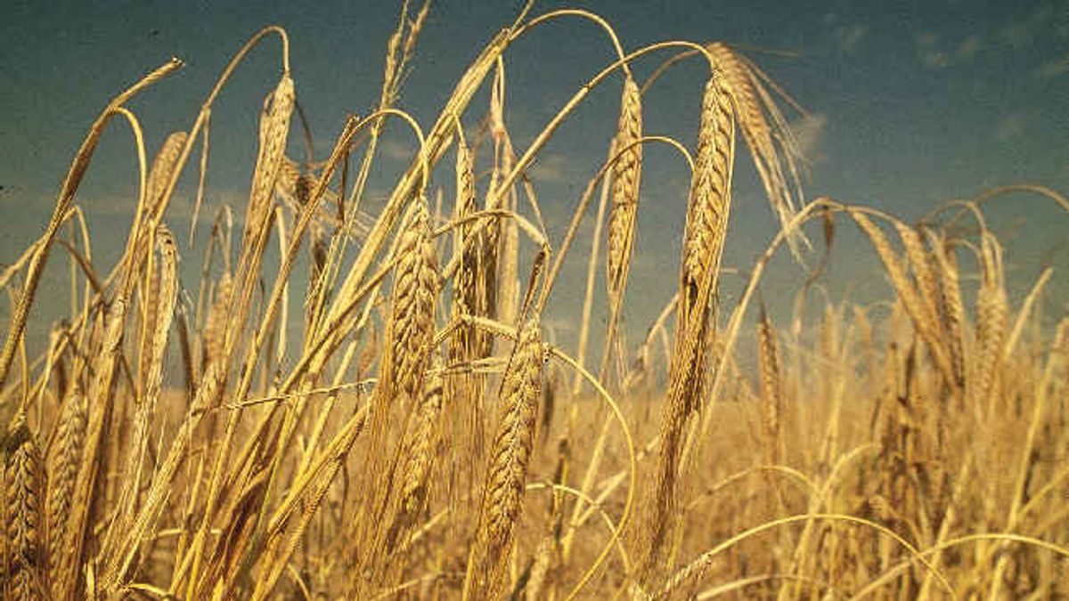 Világszerte esik a búza ára