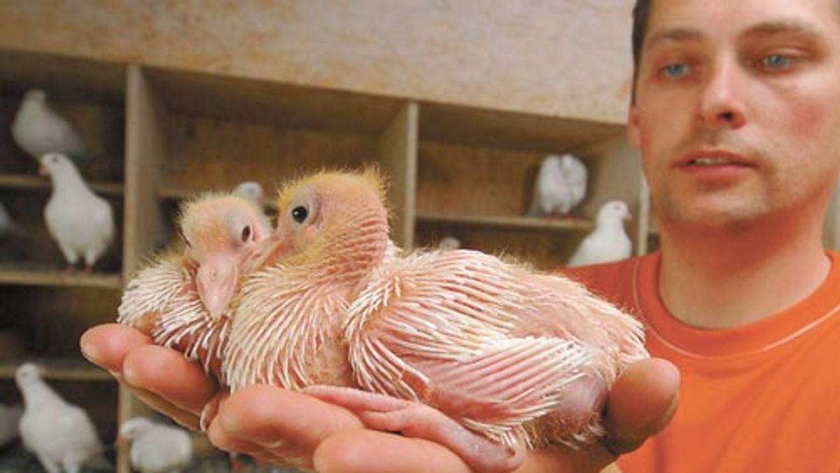 Szállj el, húsgalamb!