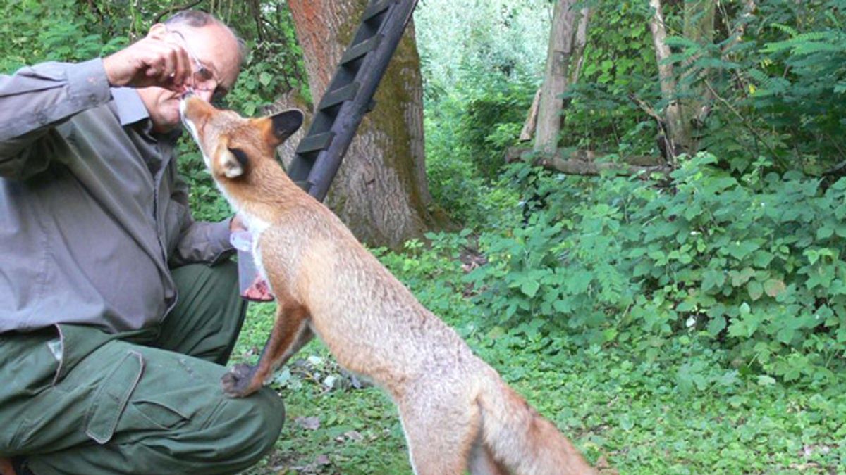 Cuki, a szelíd róka története