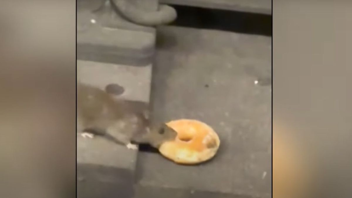 Videón, ahogy egy New York-i patkány elcsen egy fánkot, hogy azt ...