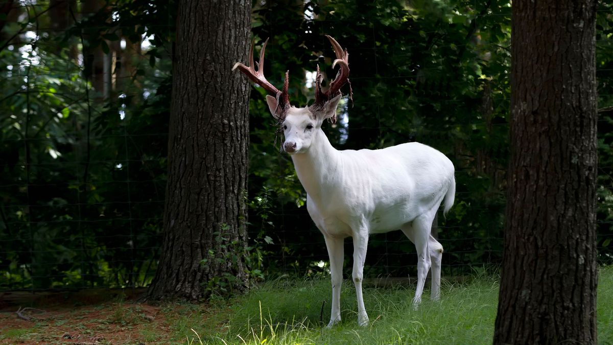 Fehér csodaszarvast láttak Magyarországon (videó)