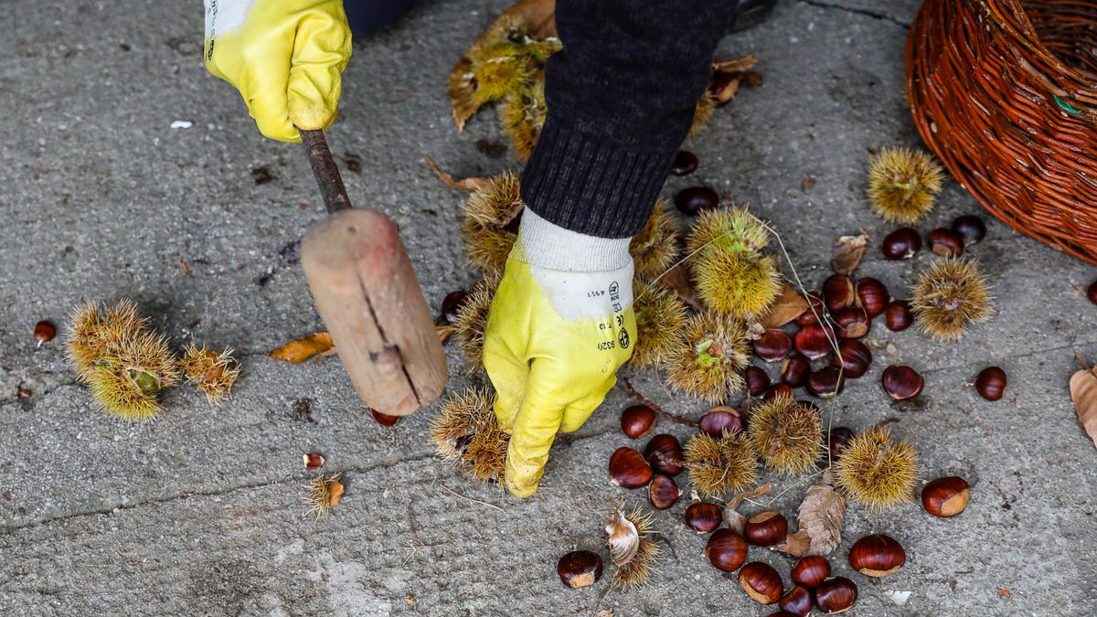 Gesztenye illata száll