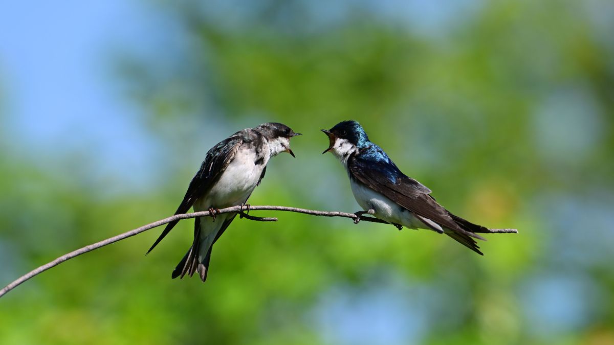 Fecskék védelmére figyelmeztet a MME