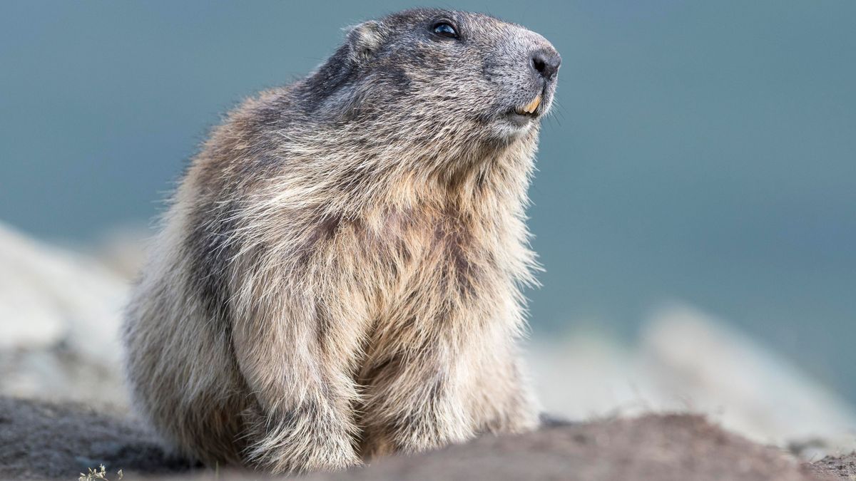 Havasi mormota: rókák veszélyeztetik az állományt a Tátrában